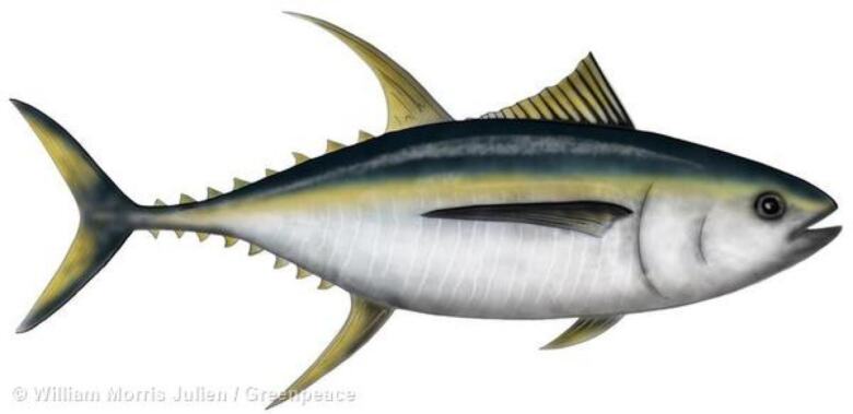 Après le thon rouge, au tour des thons des tropiques d’être menacés par ...