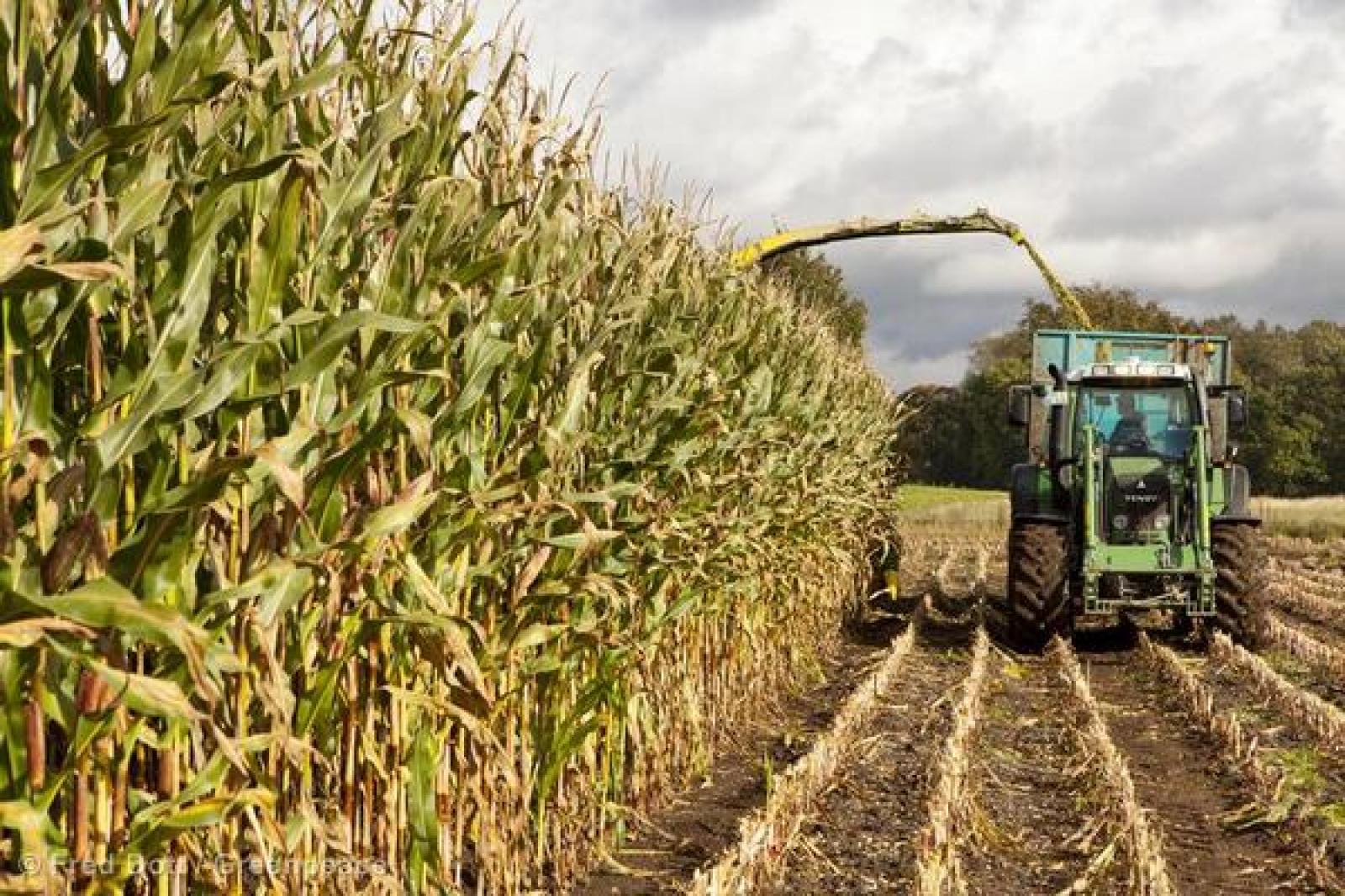 La France à nouveau face à la menace OGM - Greenpeace France