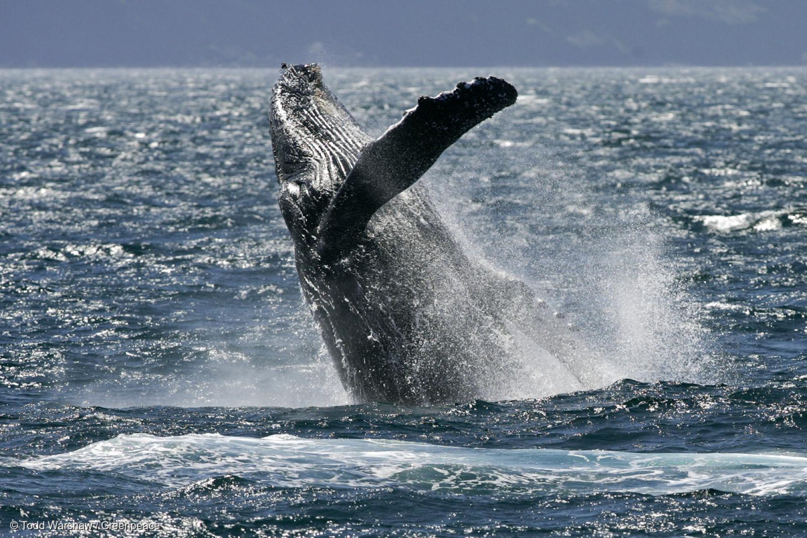 La CBI rejette la proposition de création d’un sanctuaire baleinier ...