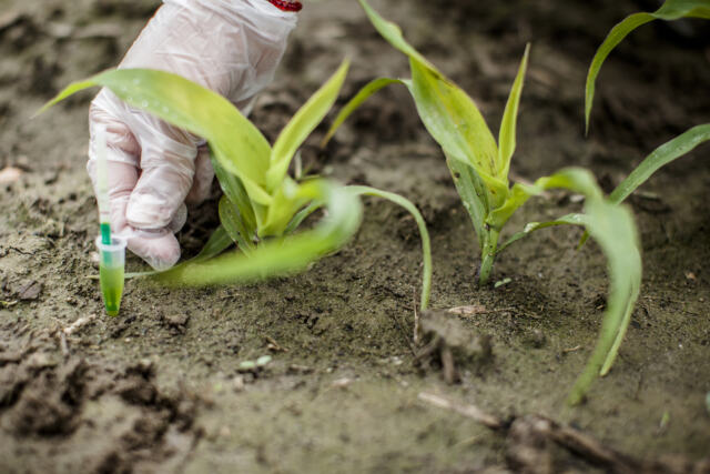 Qu’est-ce qu’un OGM ? - Greenpeace France
