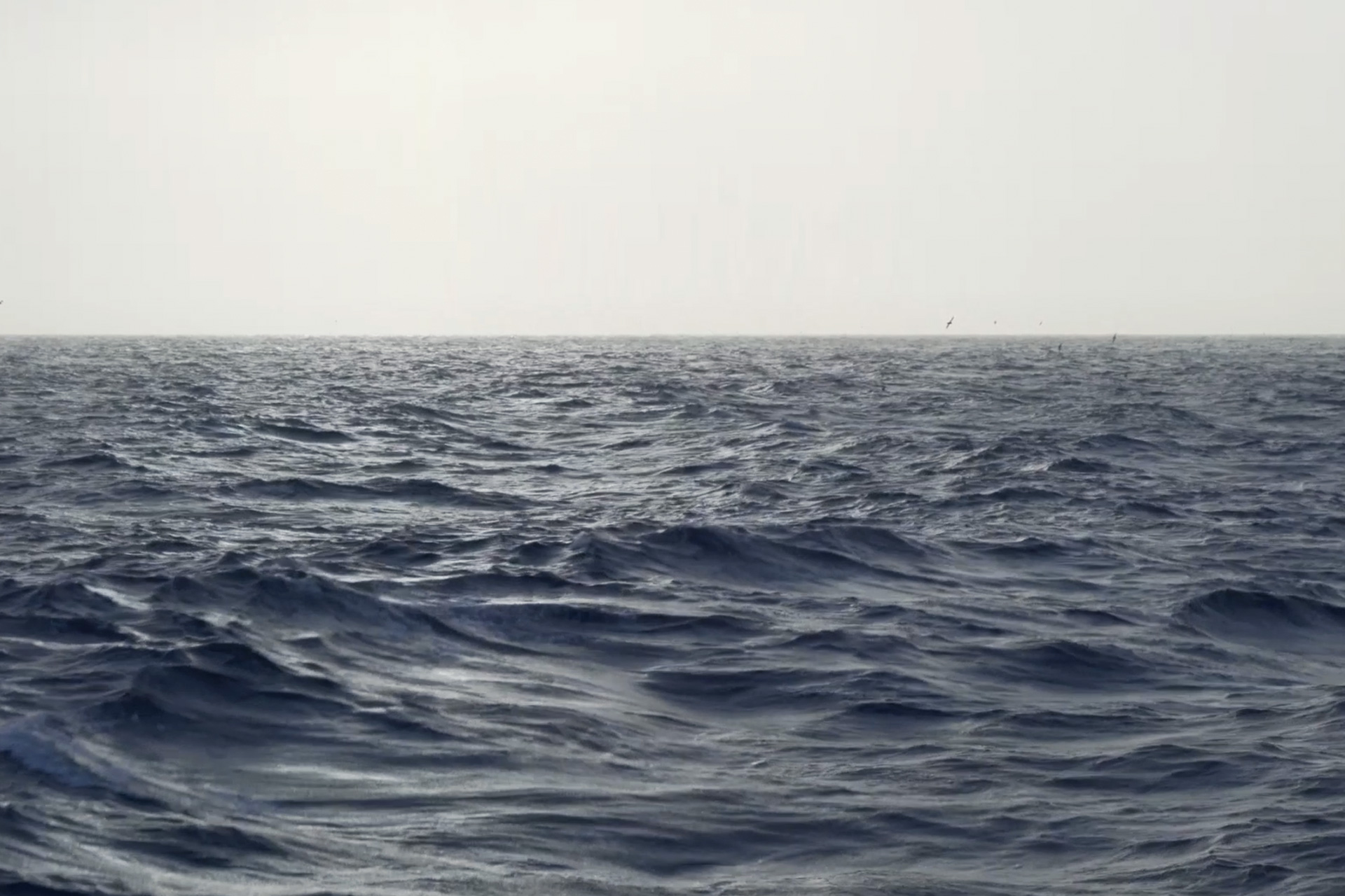 Protection des océans - Greenpeace France