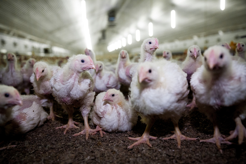 Élevage industriel : les 10 chiffres choc - Greenpeace France